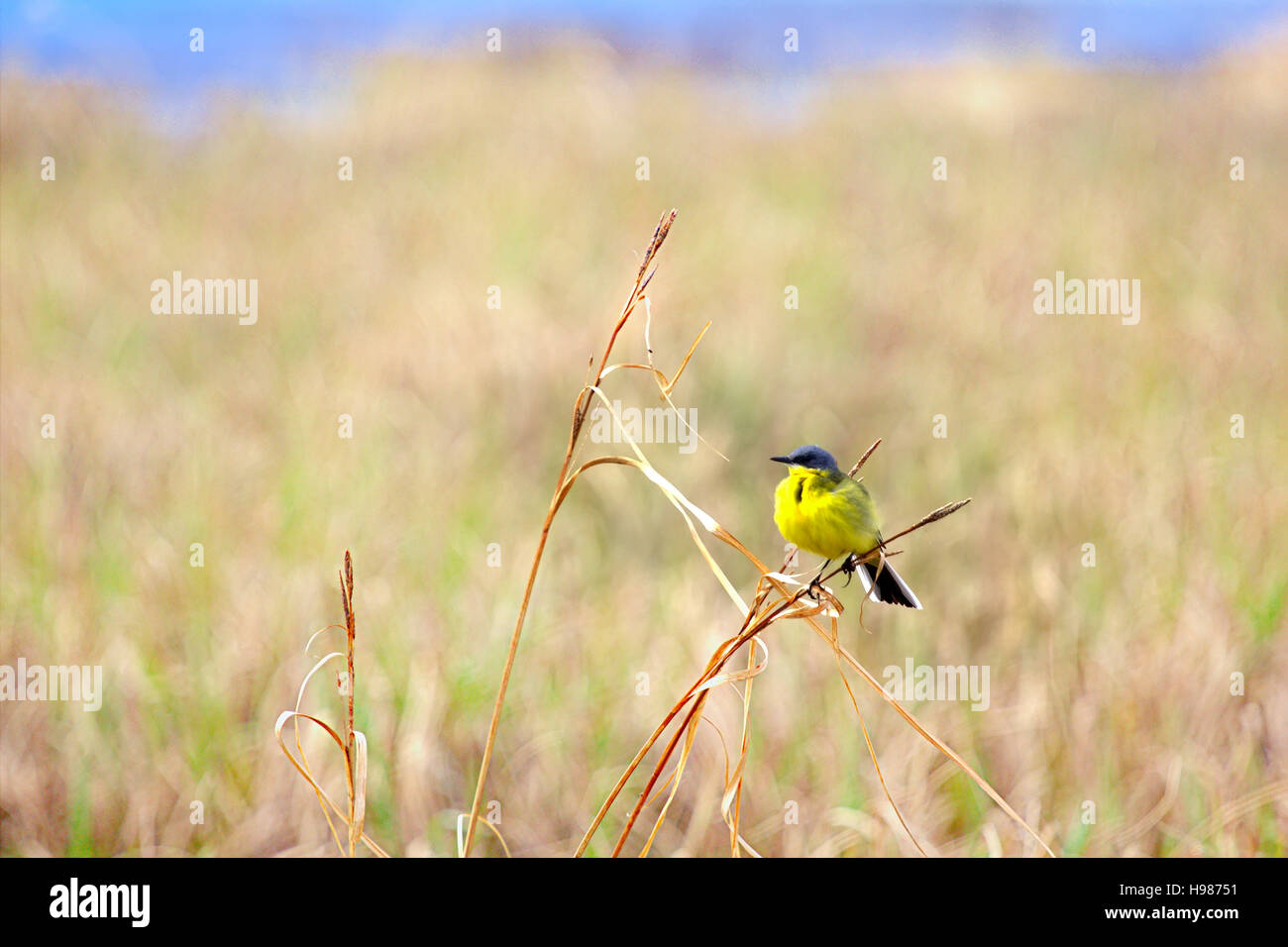 Blue-headed wagtail (Motacilla flava, Yellow Wagtail, male) sitting on ...