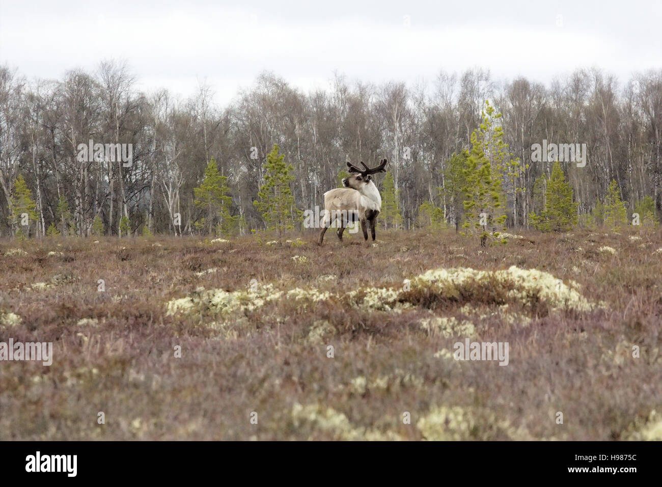 bull reindeer: leader of herd controls appearance of predators and ...
