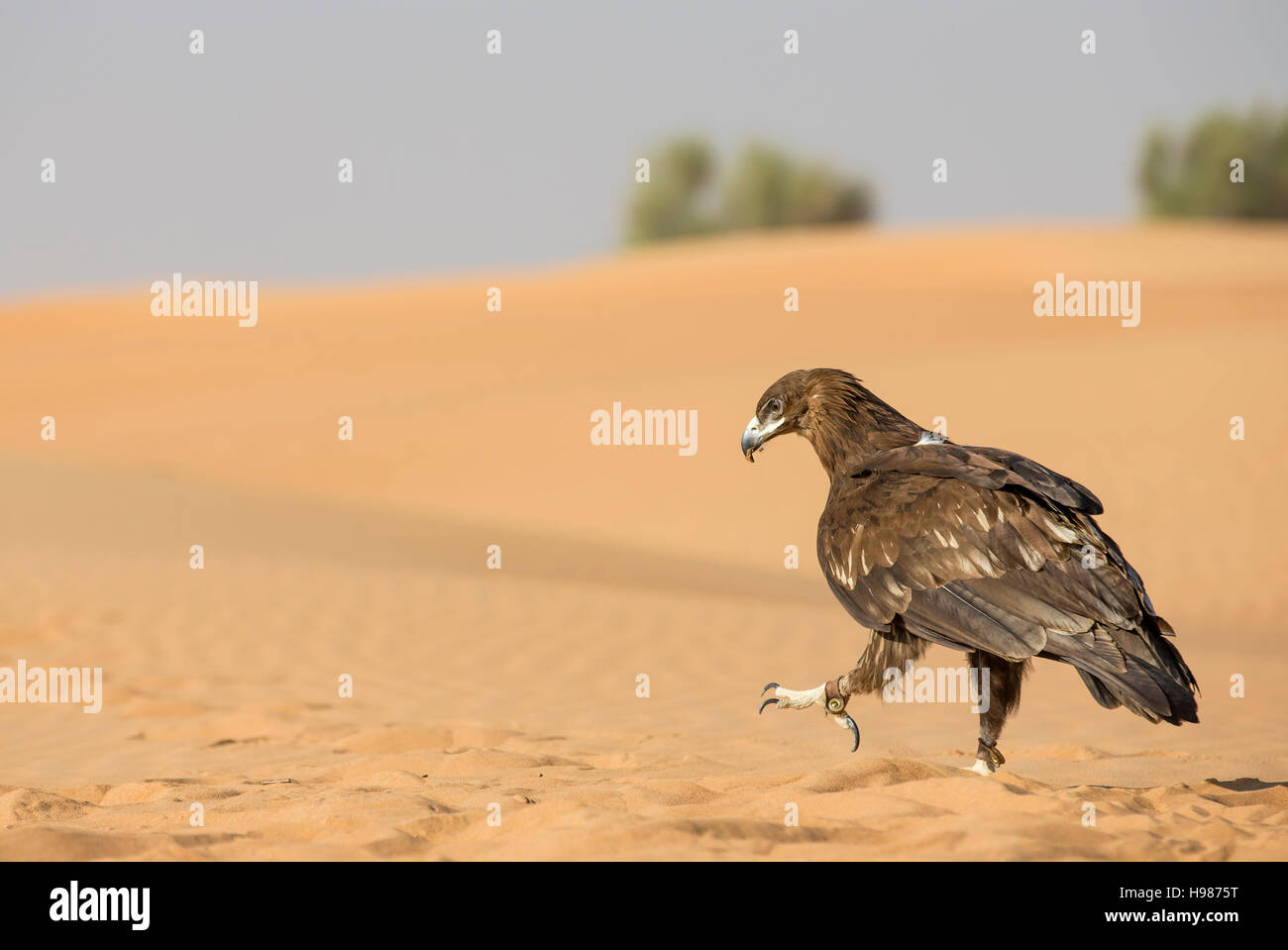 Greater Spotted Eagle (clanga clanga) in a desert near Dubai, UAE Stock ...