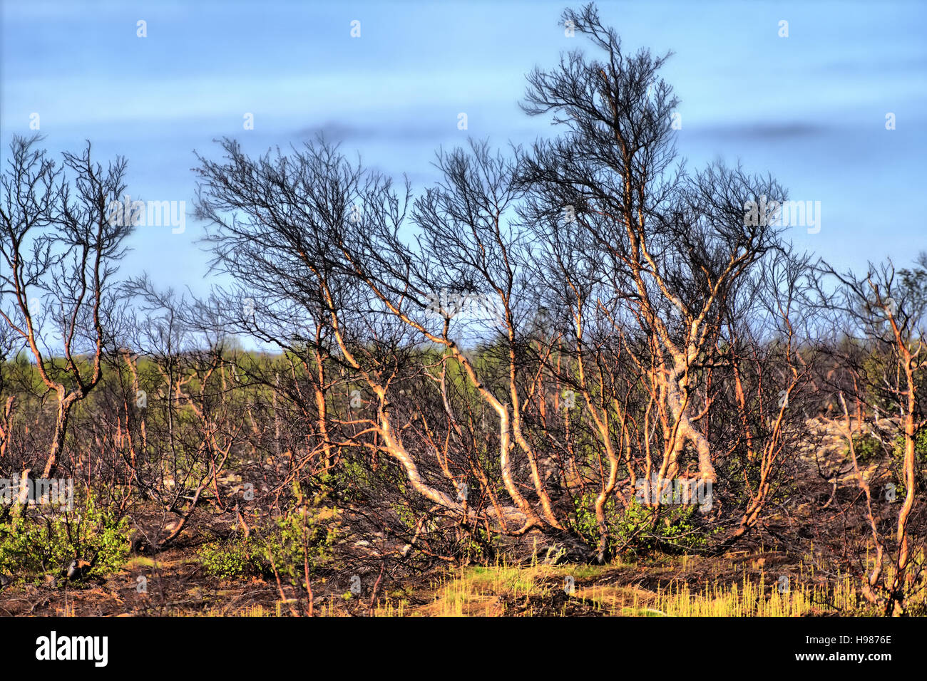 Destroyed man arctic tundra hi-res stock photography and images - Alamy