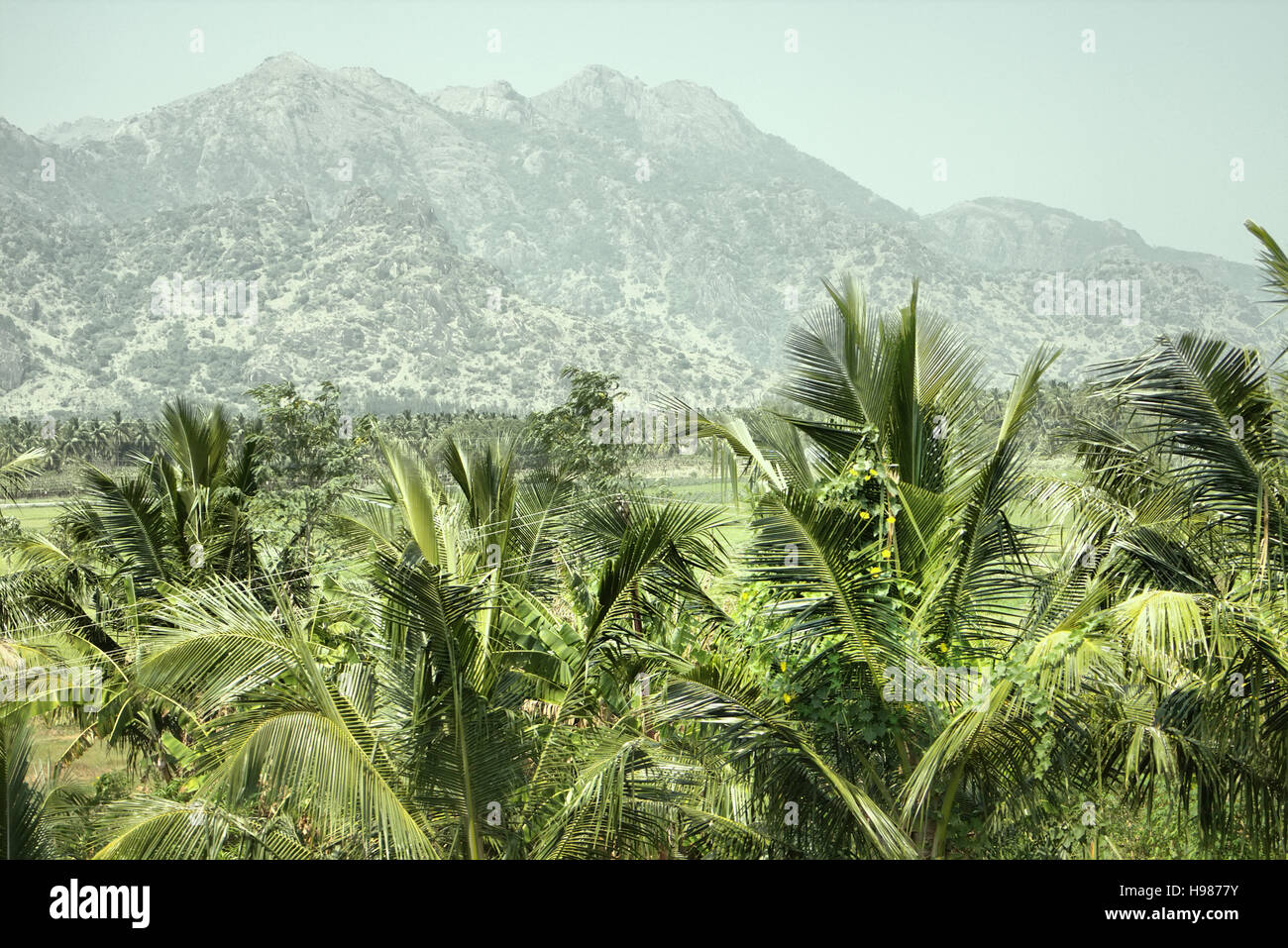 mountains and jungle with palm trees of South-East Asia. The landscape ...