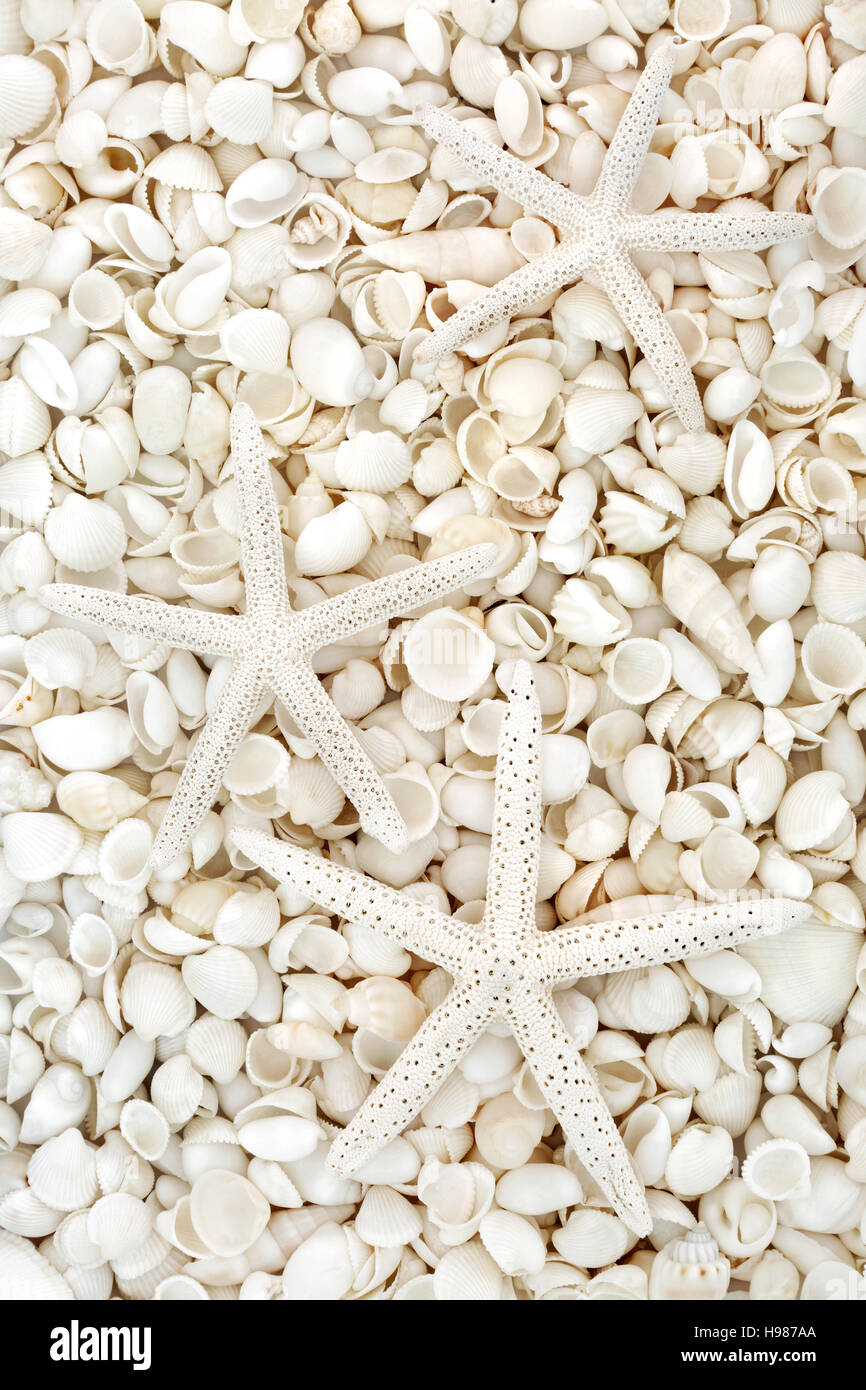 Starfish and seashell background with a variety of white shells forming ...