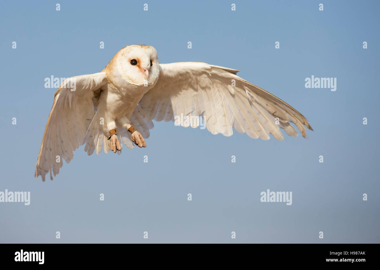 Barn Owl (Tyto alba) in a desert near Dubai, United Arab Emirates Stock ...
