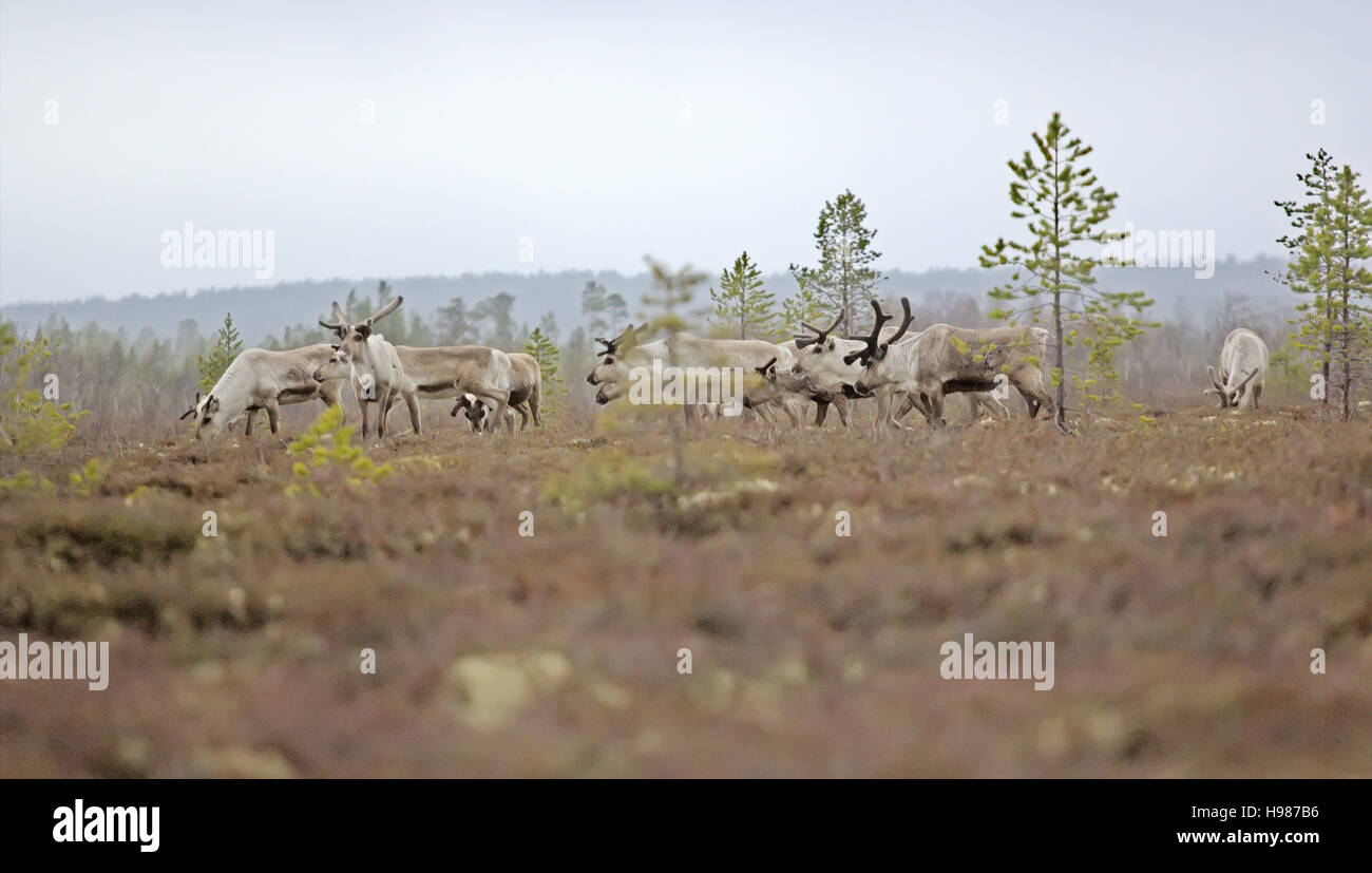 Eight reindeer of Santa Claus. Reindeer in forests and swamps of ...