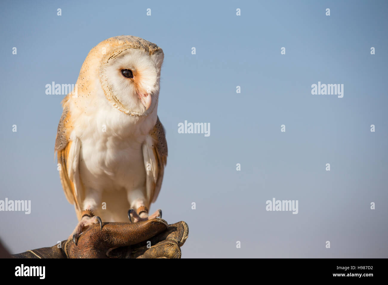 Barn Owl (Tyto alba) in a desert near Dubai, United Arab Emirates Stock ...