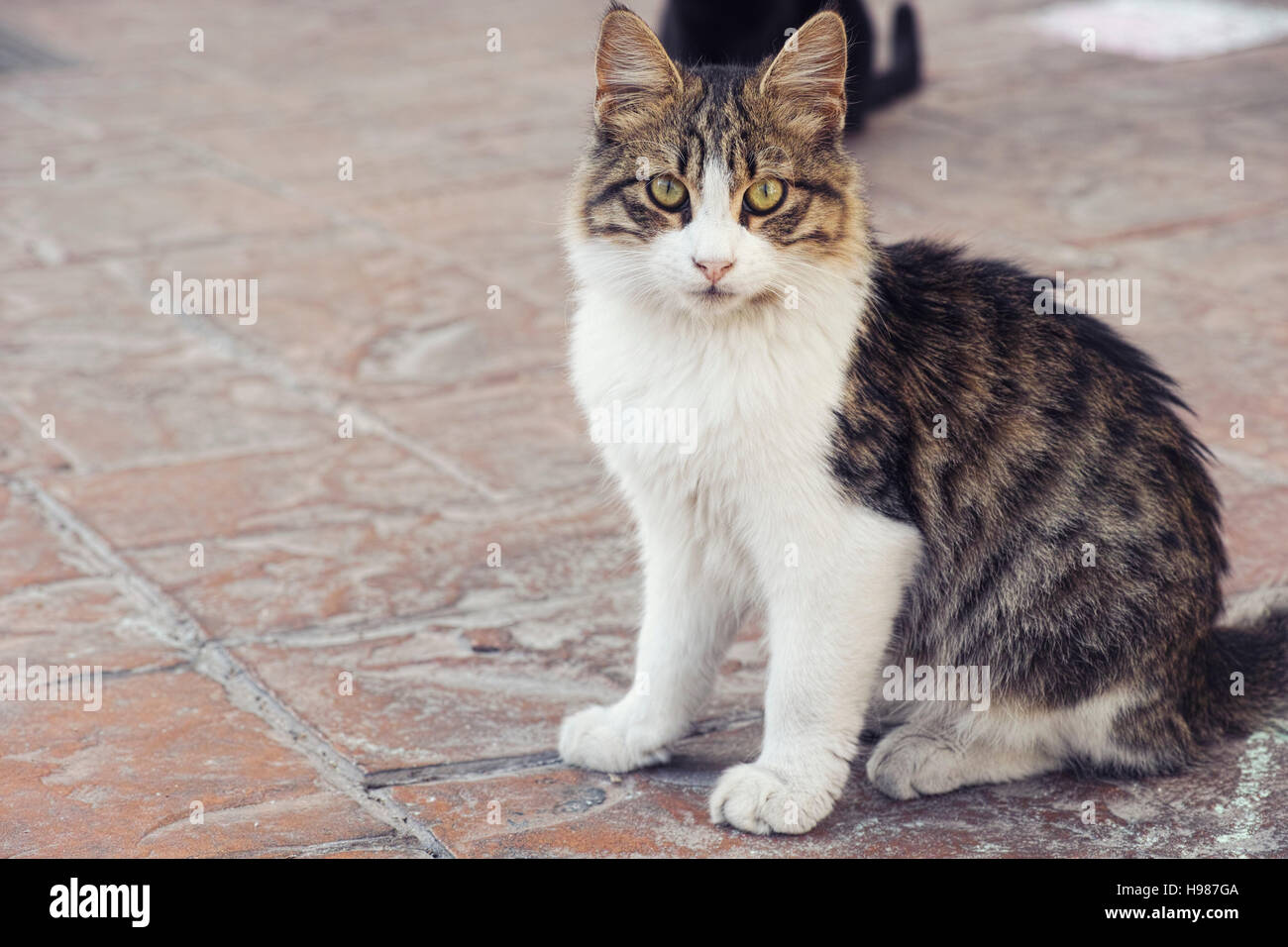 Stray cat looking at the camera. Close up Stock Photo - Alamy