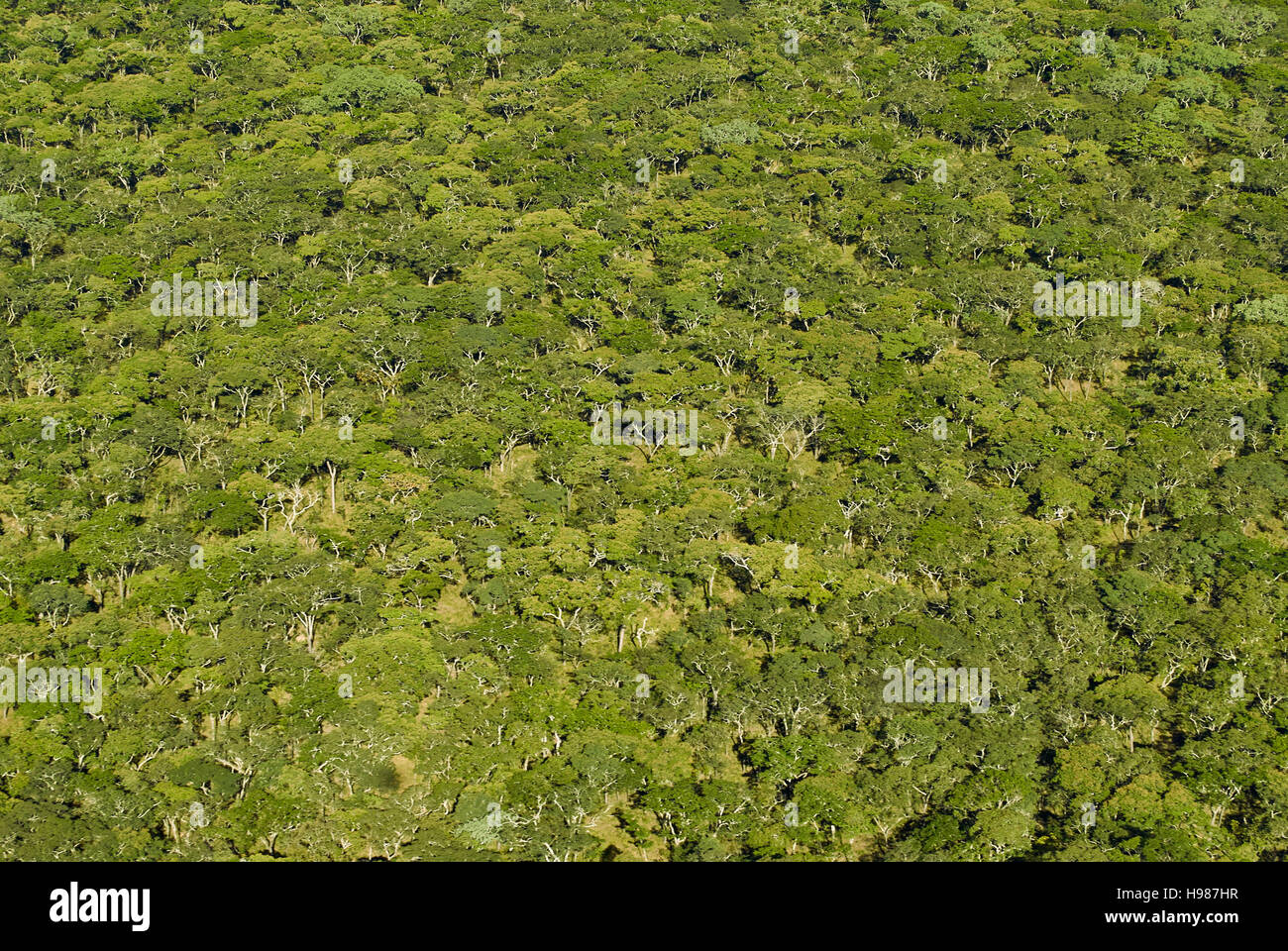 Remote and extended acacia tree forest, South-West Tanzania (aerial ...