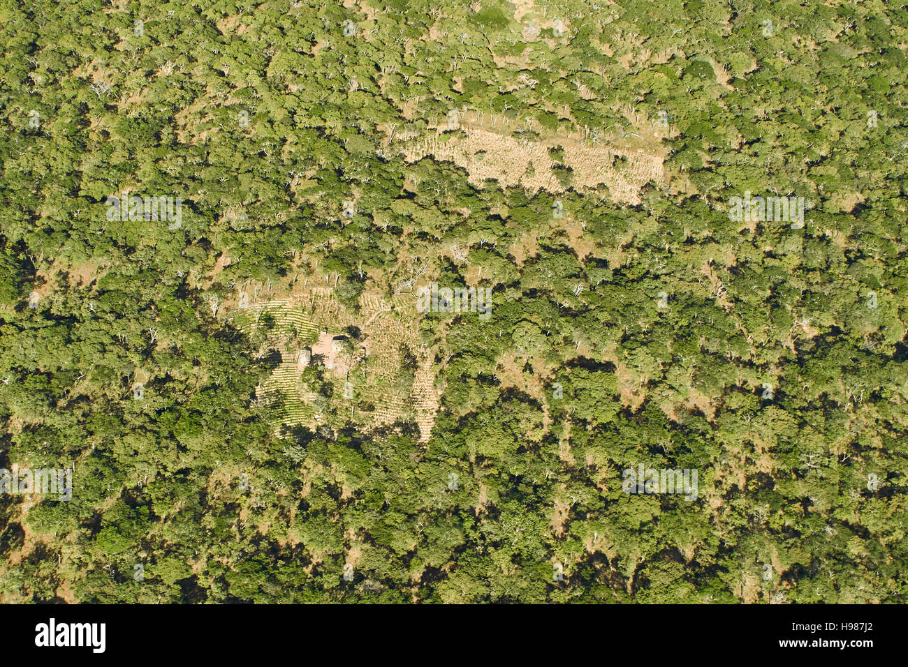 Acacia forest hi-res stock photography and images - Alamy