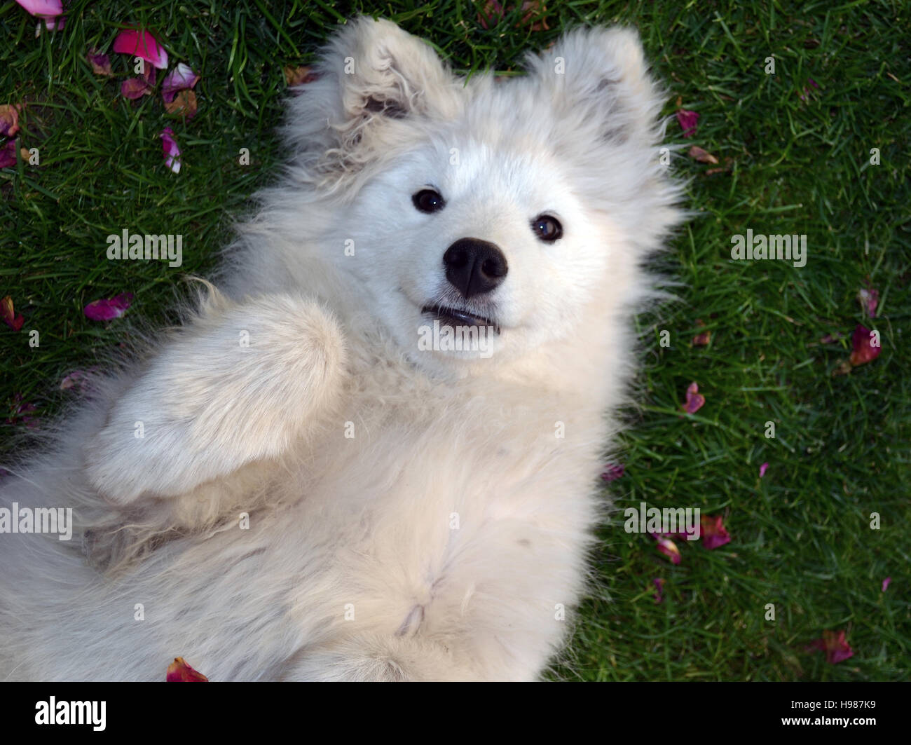 White Samoyed dog Stock Photo - Alamy