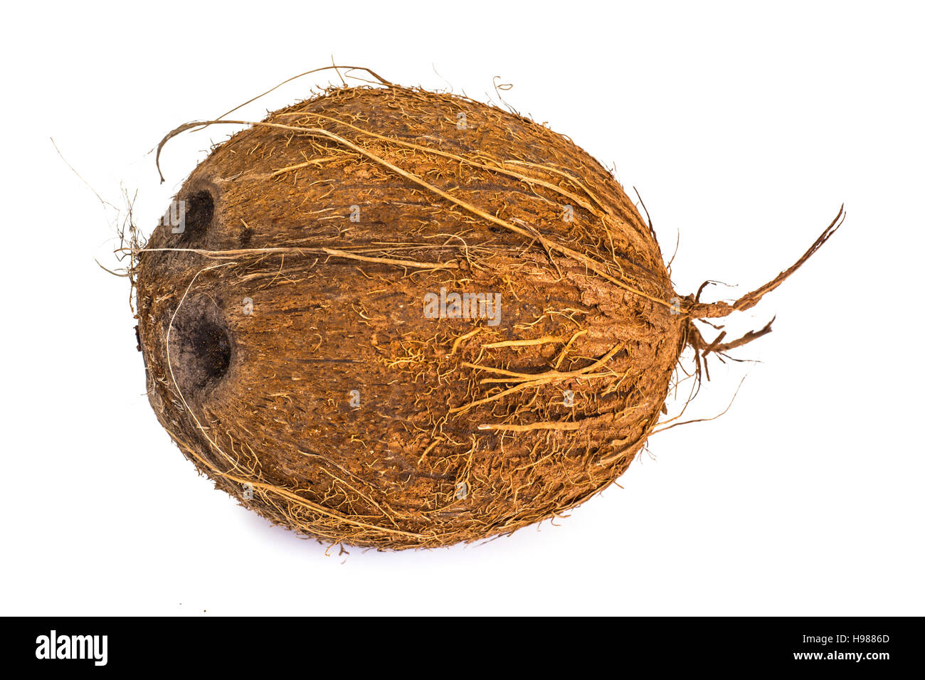 Big brown ripe coconut Isolated. Studio Photo Stock Photo - Alamy