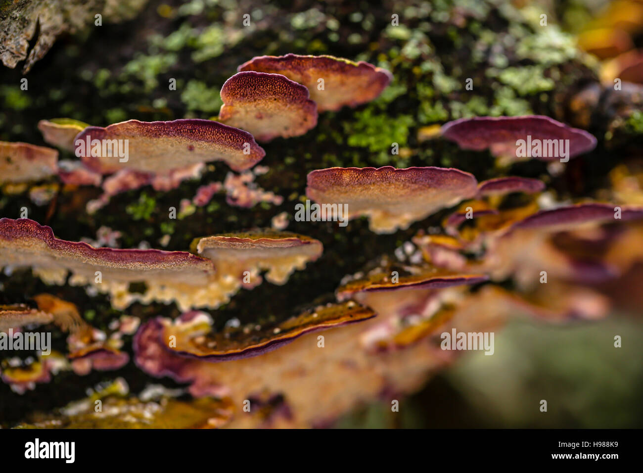 Macro photo of colorful fungi on the side of a dead tree Stock Photo ...