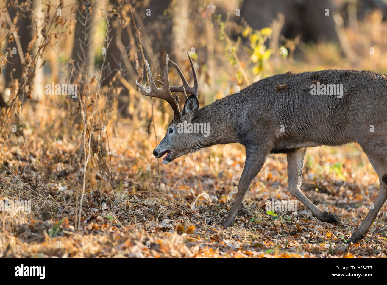 A wild White-tail deer in Minnesota Stock Photo - Alamy
