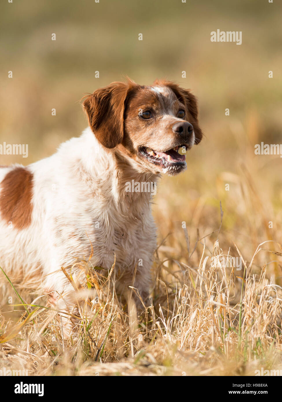 A French Brittany Spaniel Stock Photo - Alamy