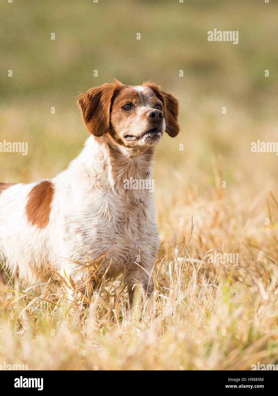 A French Brittany Spaniel Stock Photo - Alamy