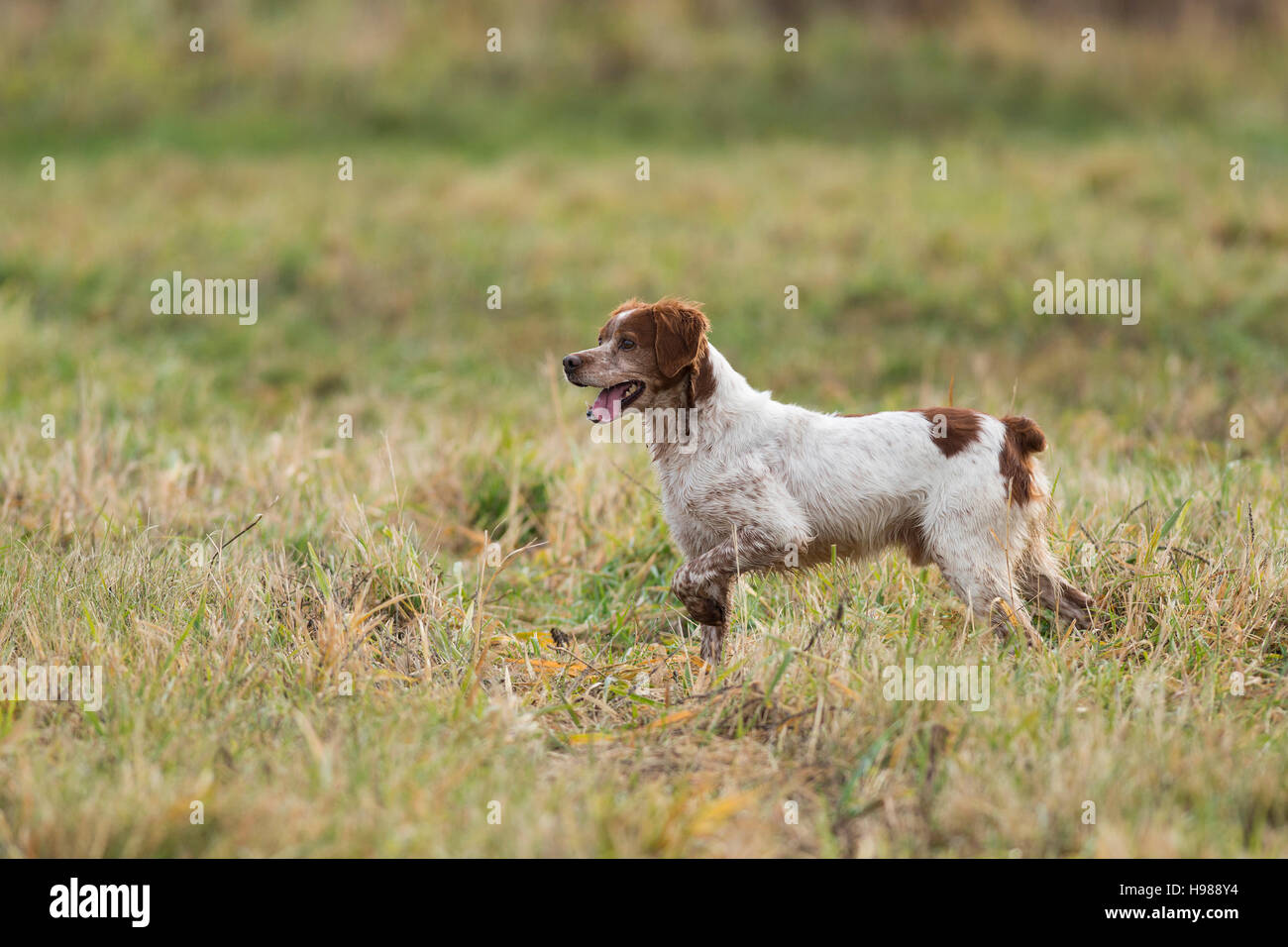 A French Brittany Spaniel Stock Photo - Alamy