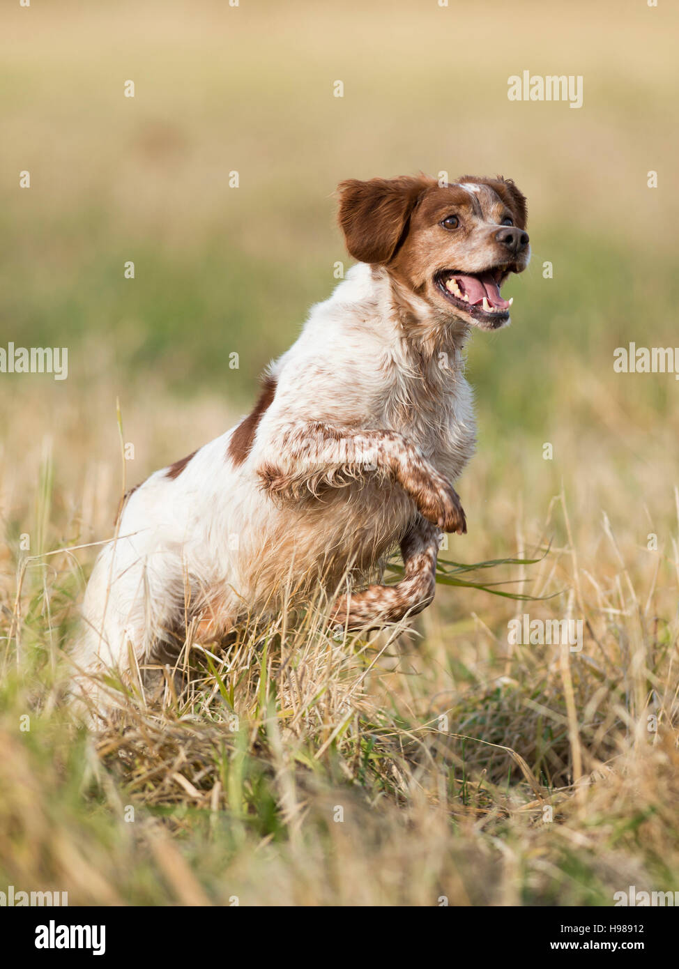 A French Brittany Spaniel Stock Photo - Alamy