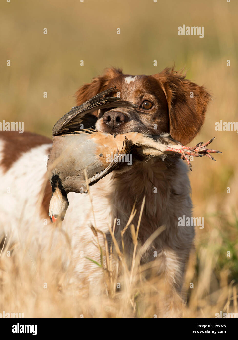 A French Brittany Spaniel with a Chukar Partridge Stock Photo - Alamy