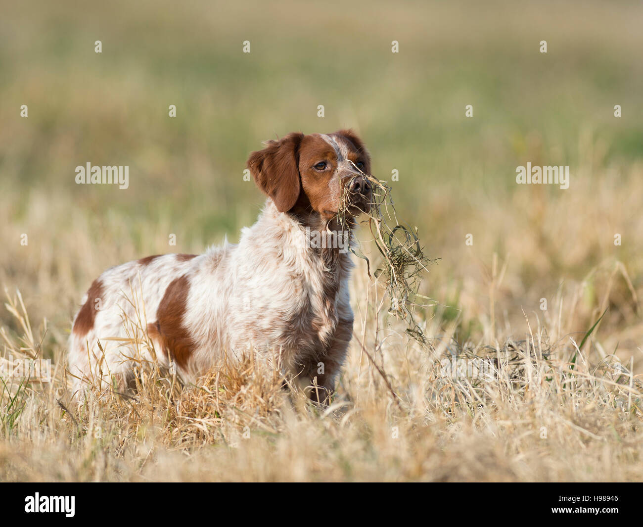 A French Brittany Spaniel Stock Photo - Alamy