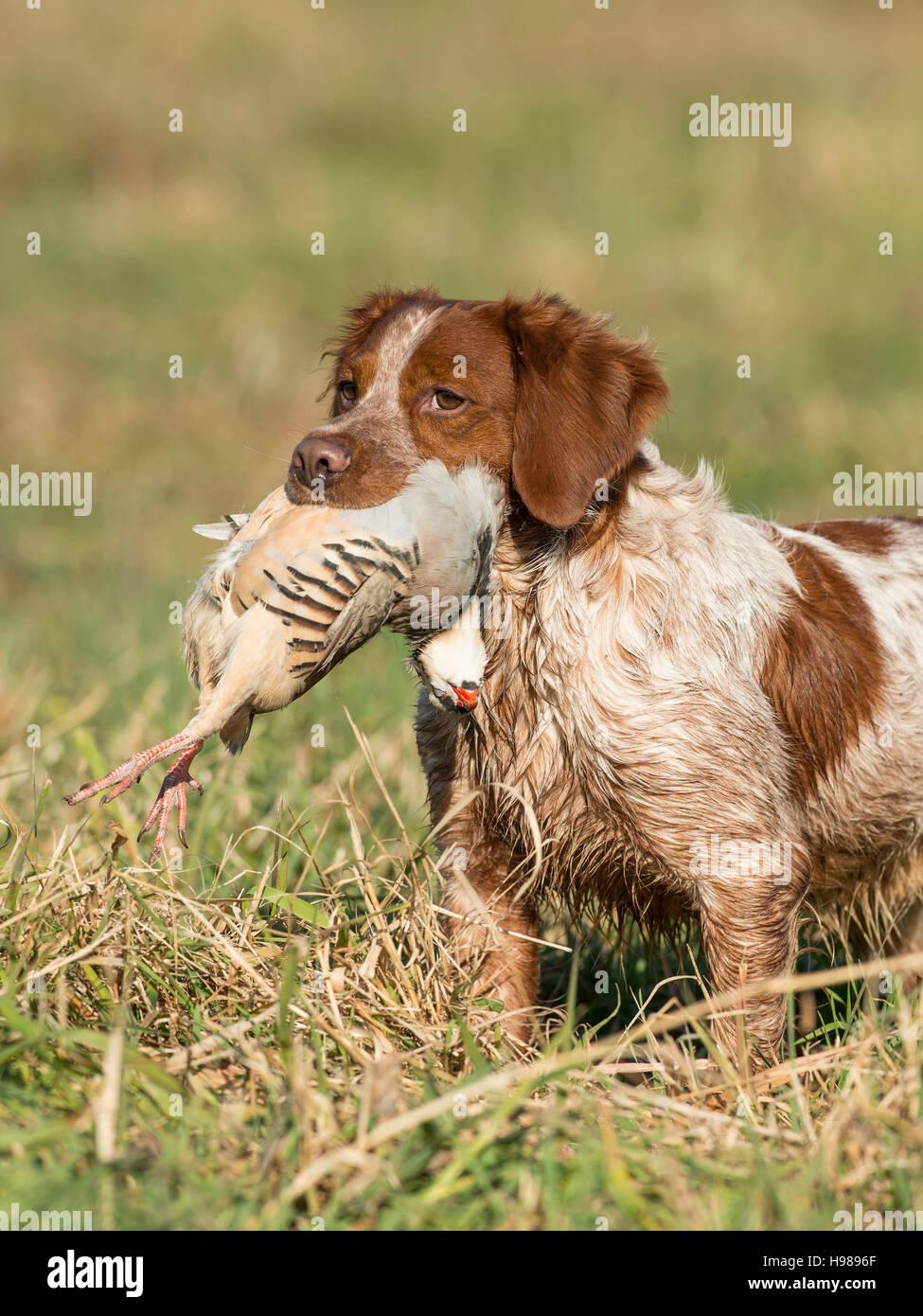 French partridge hi-res stock photography and images - Alamy
