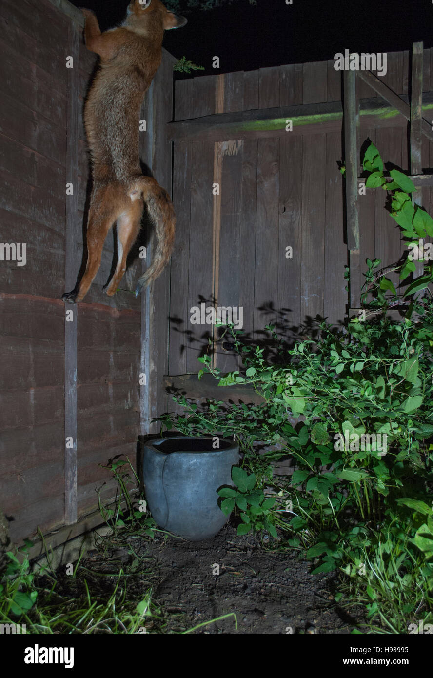 Fox Jumping Over A Fence Not So Fantastic Fox In Essex Fence Rescue