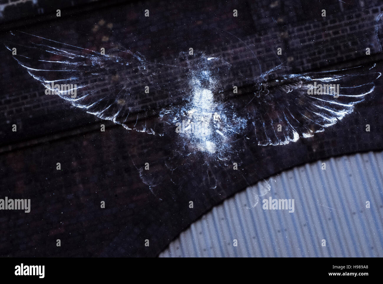 Dust Feathers Imprint High Resolution Stock Photography and Images - Alamy