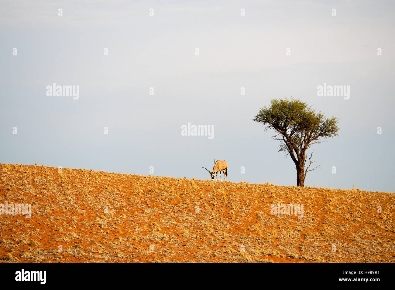 Namib desert landscape, Namibia Stock Photo - Alamy