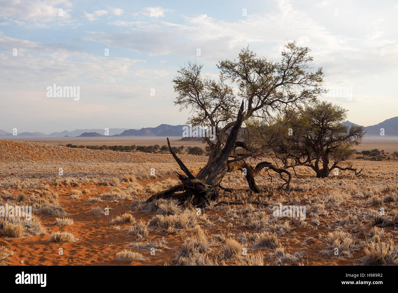 Namib desert landscape, Namibia Stock Photo - Alamy