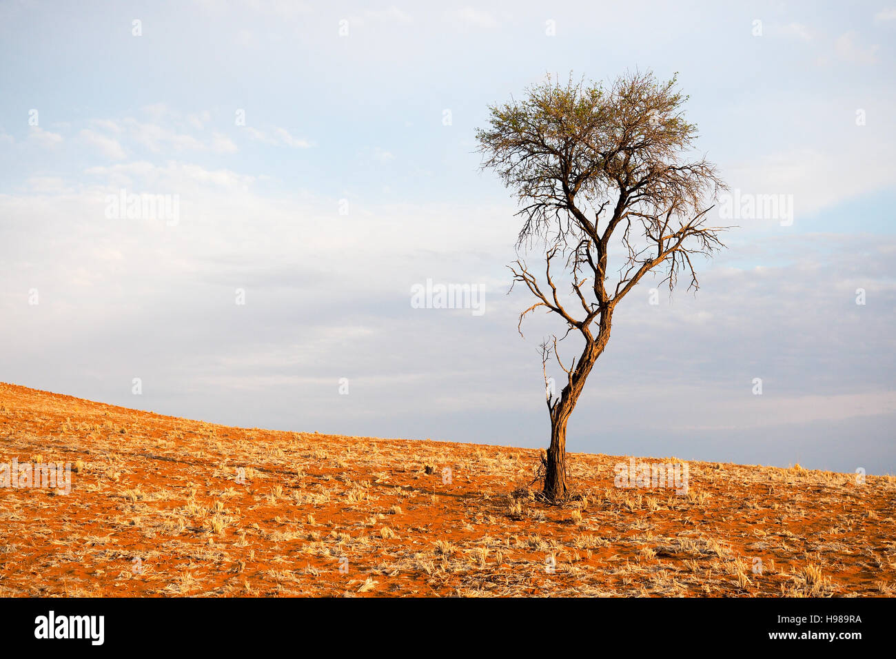 Namib desert landscape, Namibia Stock Photo - Alamy