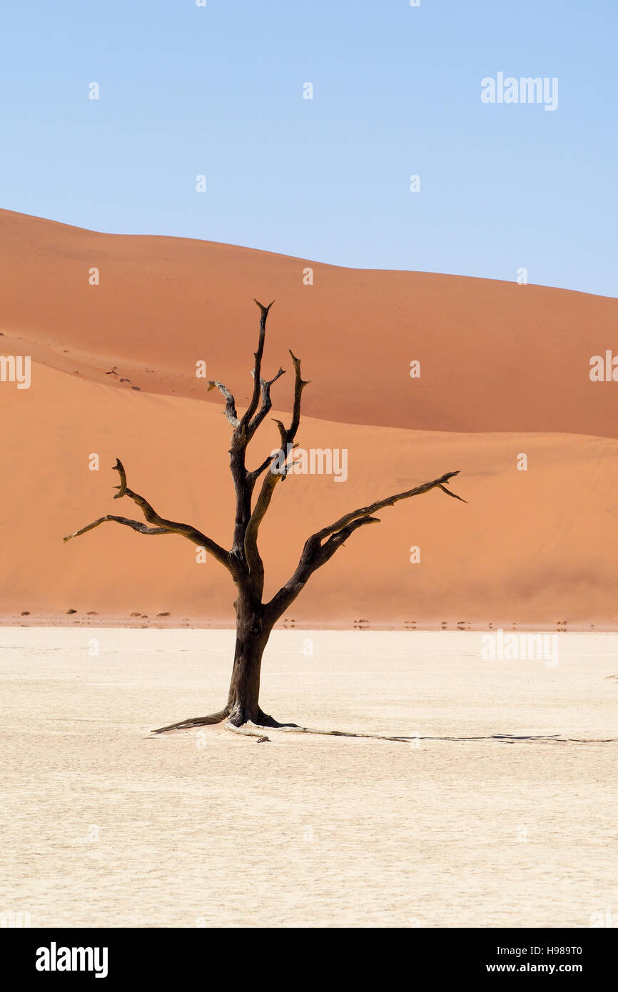 Dead Vlei, Namib desert, Namibia Stock Photo - Alamy