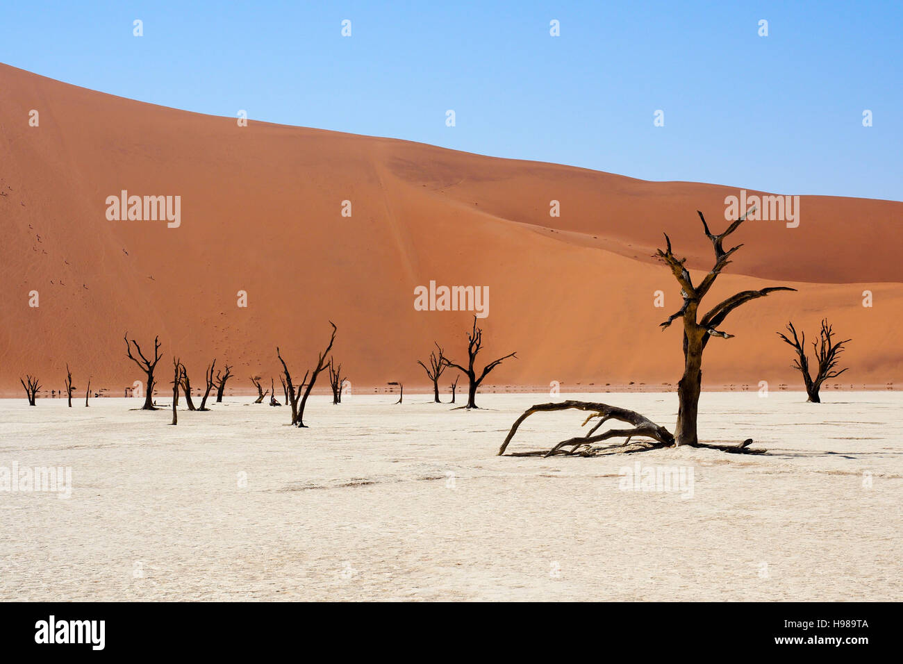 Dead Vlei, Namib desert, Namibia Stock Photo - Alamy