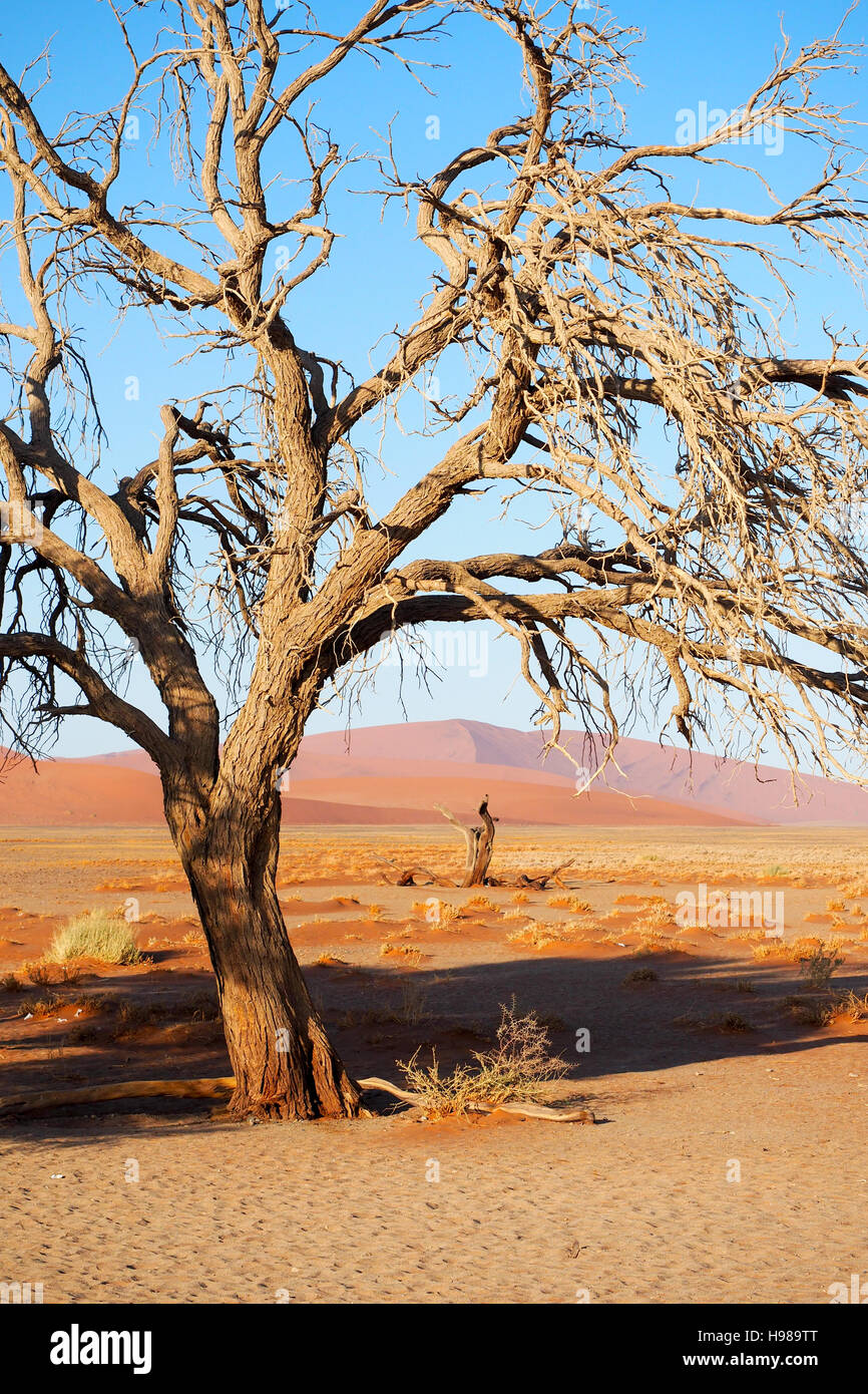Namib desert landscape, Namibia Stock Photo - Alamy