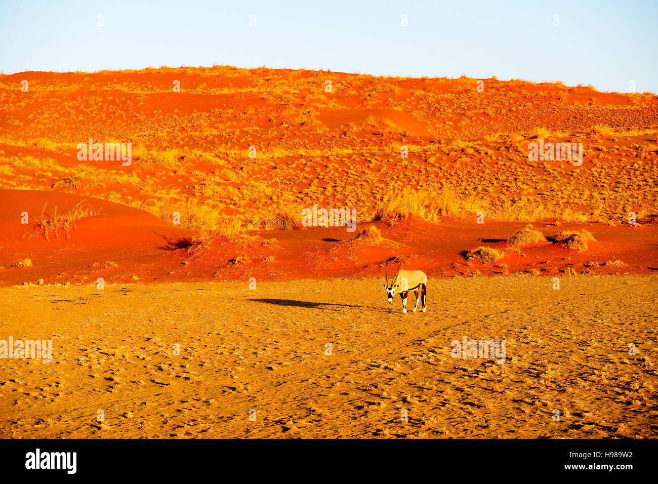 Namib desert landscape, Namibia Stock Photo - Alamy