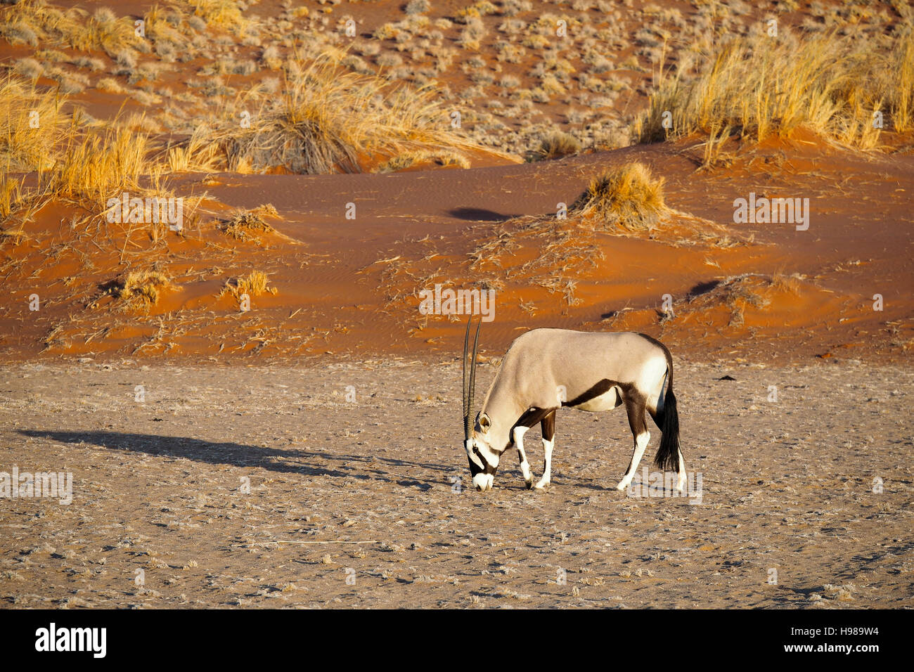 Namib desert landscape, Namibia Stock Photo - Alamy
