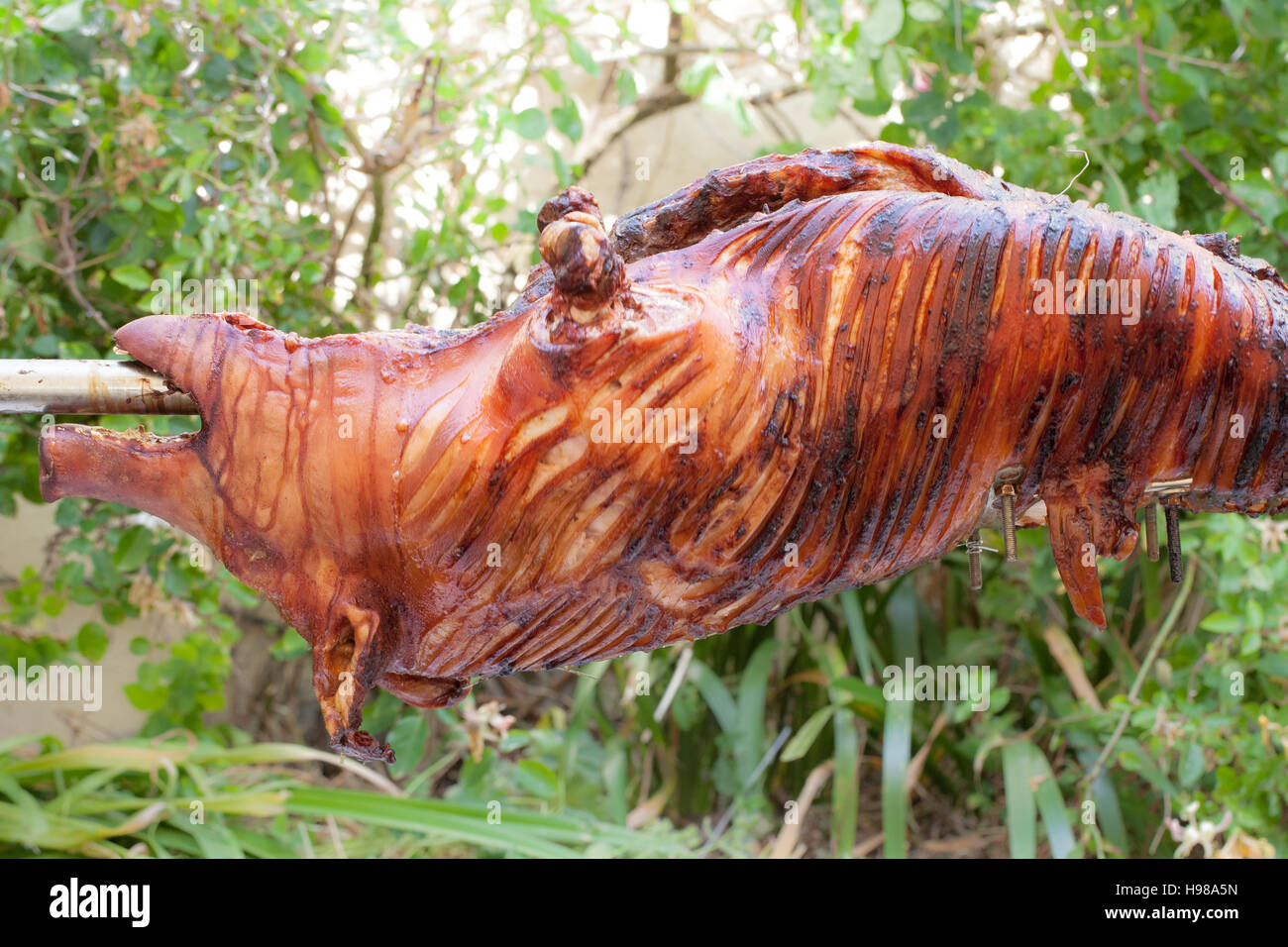 Hog Roast - whole pig cooked over charcoal for a large gathering Stock ...