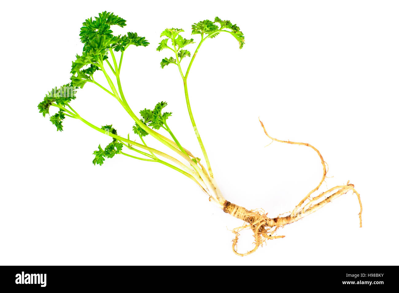 Green Parsley with Root Isolated on White Background Stock Photo - Alamy