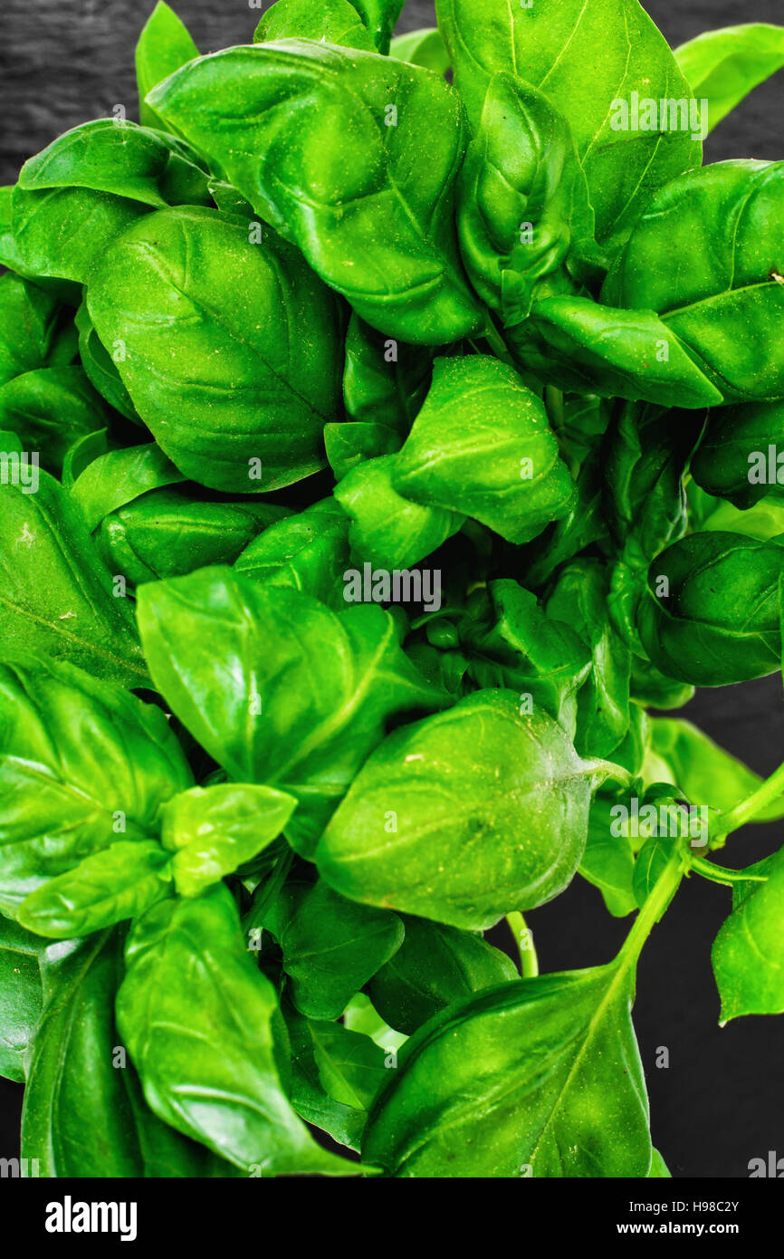 Green Fresh Basil Full Background. Studio Photo Stock Photo - Alamy
