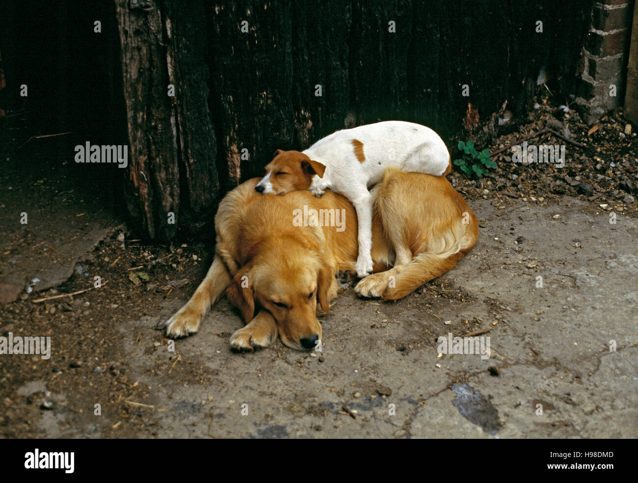 Golden Retriever and Jack Russel dogs Stock Photo - Alamy