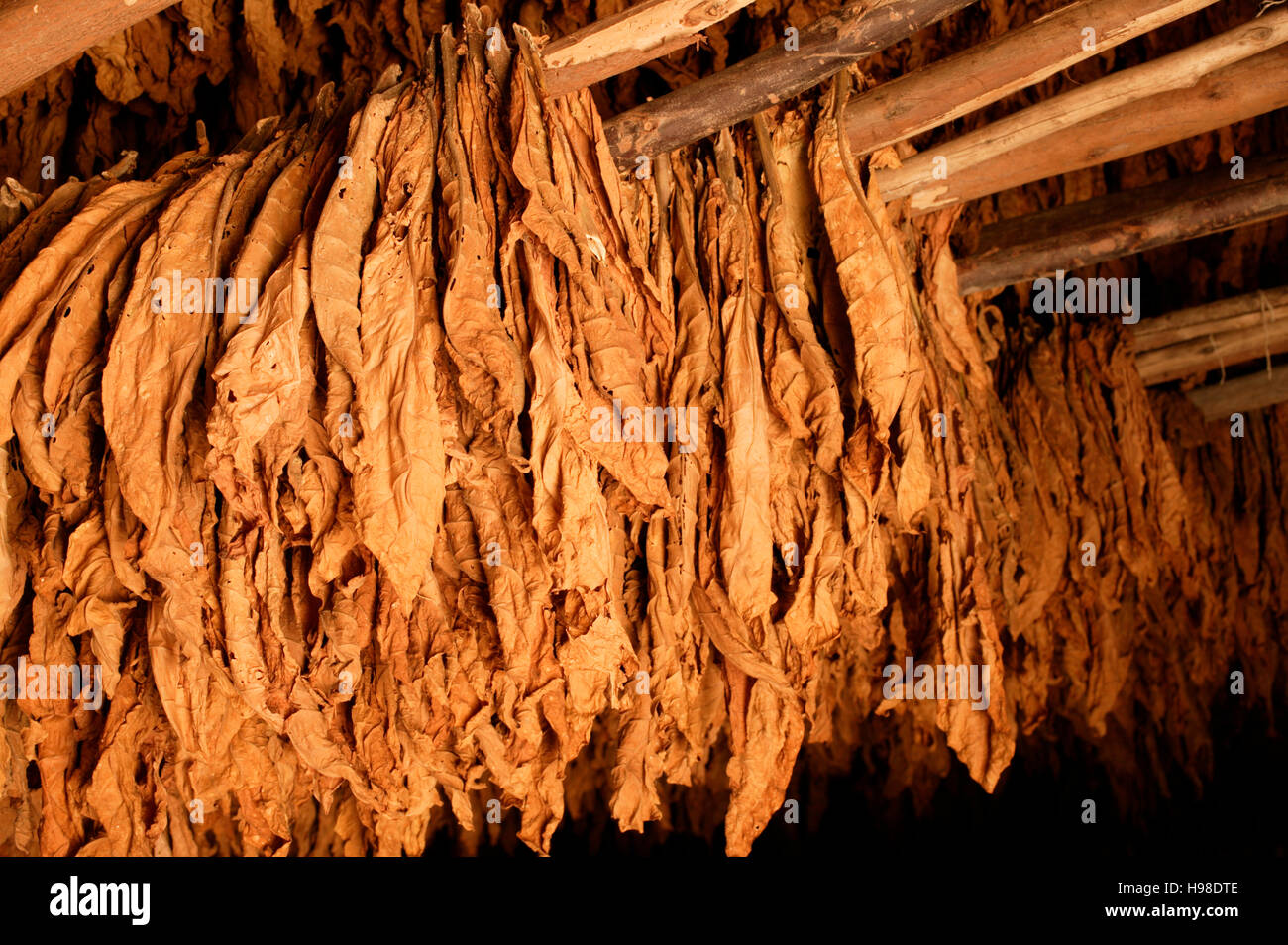 Tabacco economy hi-res stock photography and images - Alamy