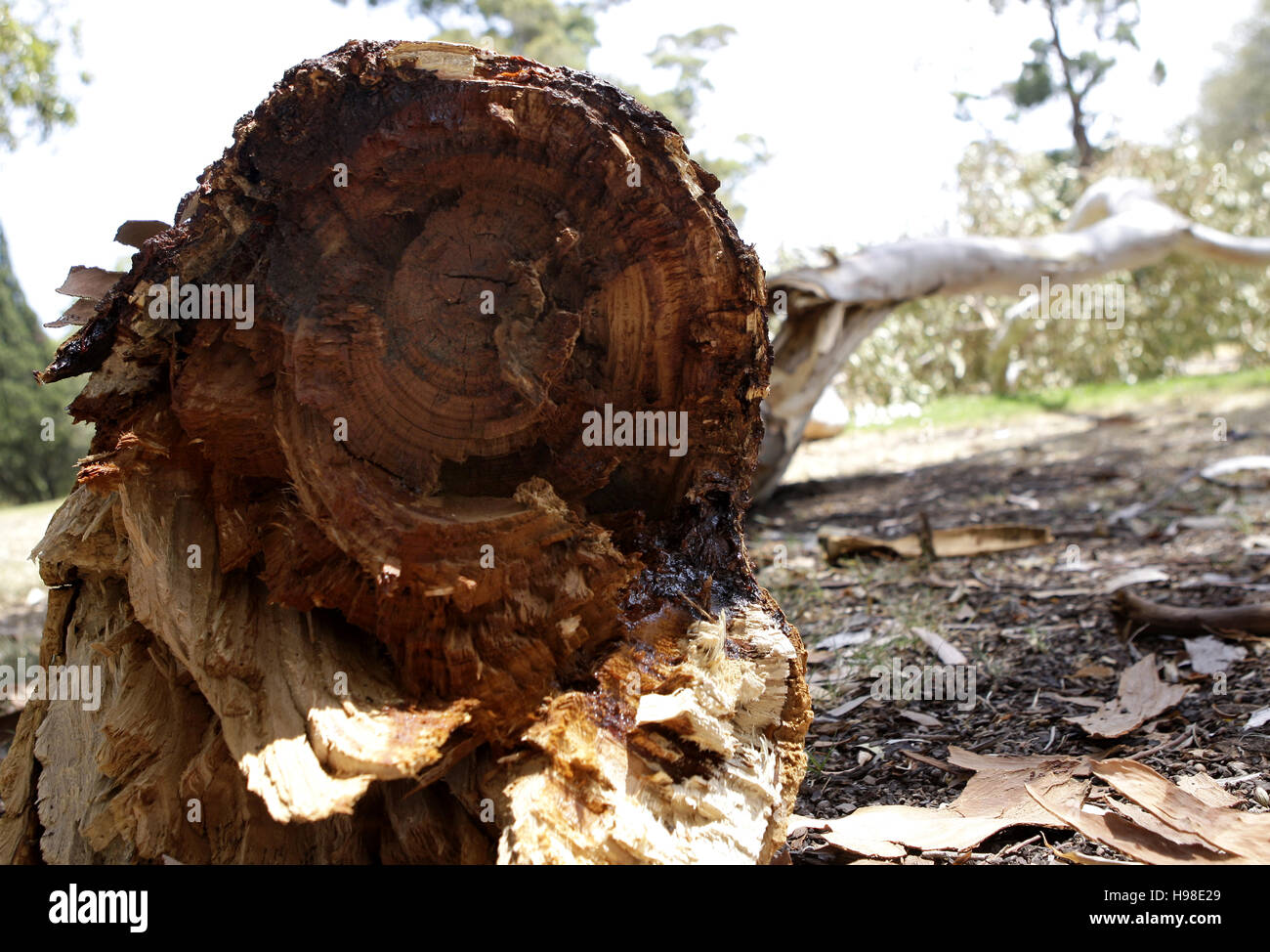 Branch broken off from an old eucalyptus tree, due to the prolonged ...