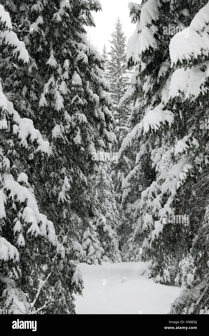 Winter view with forest and snow in Jasna ski resort in Demanovska ...