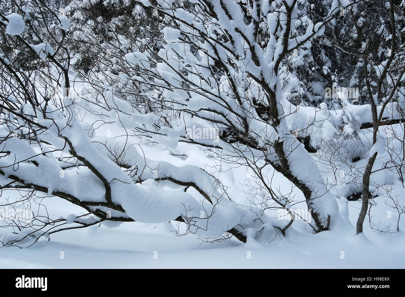 Winter view with forest and snow in Jasna ski resort in Demanovska ...