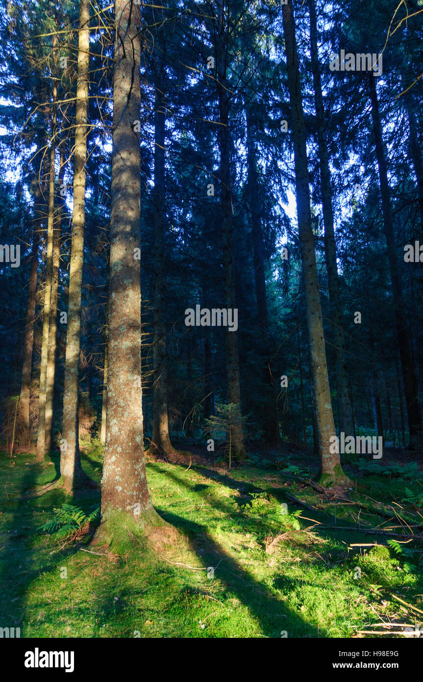 Furtwangen im Schwarzwald: forest: Common Spruce (Picea abies), shadows ...