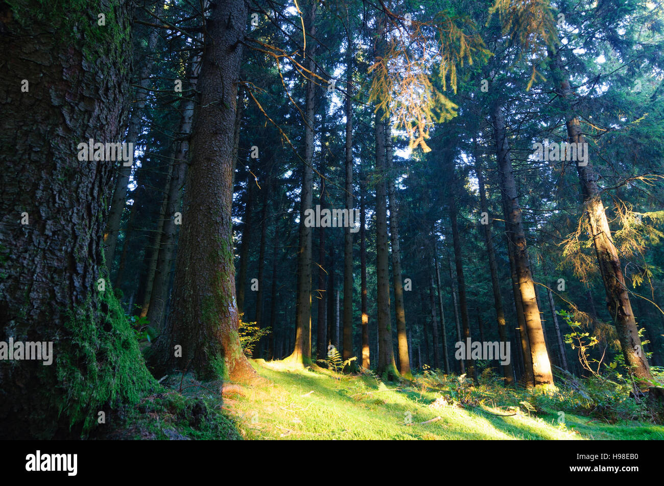Furtwangen im Schwarzwald: forest: Common Spruce (Picea abies), shadows ...