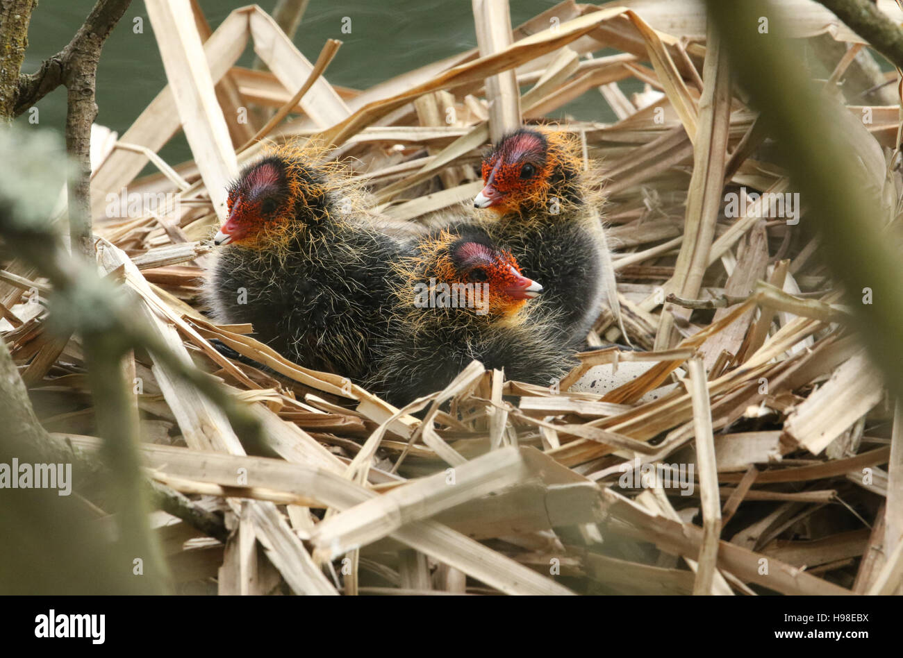 Baby coots hi-res stock photography and images - Alamy