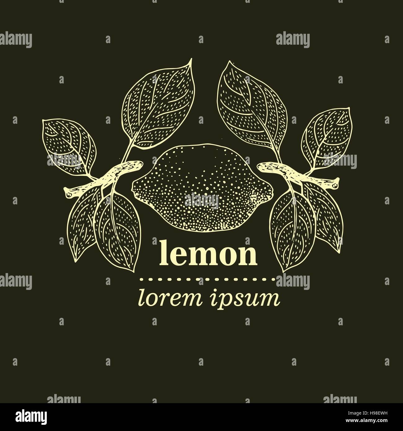 Vintage illustration of Lemon Fruits. Leaves Lemon Vector logo Stock ...