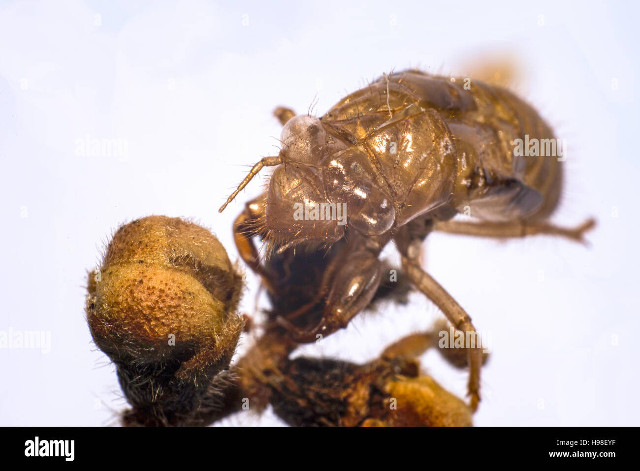 Empty cicada shell on seed Stock Photo - Alamy