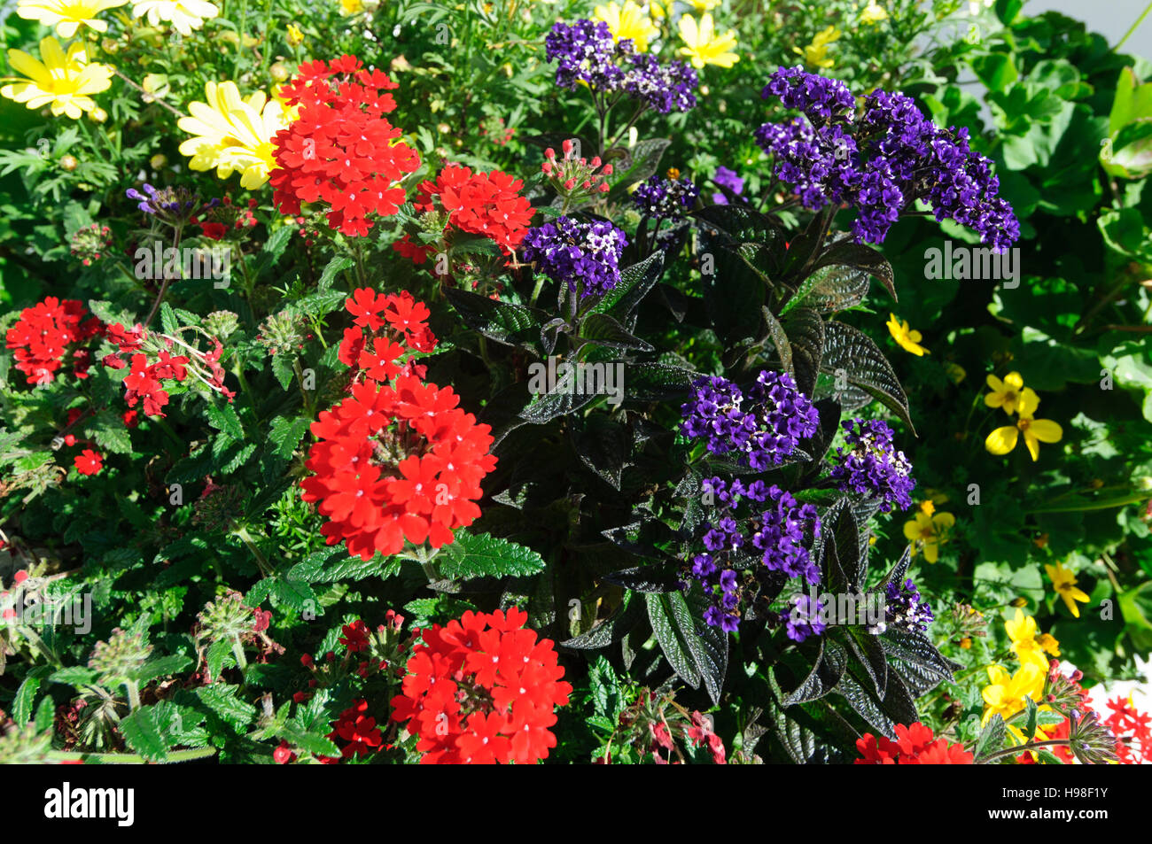 Augsburg: flowers, Schwaben, Swabia, Bayern, Bavaria, Germany Stock ...