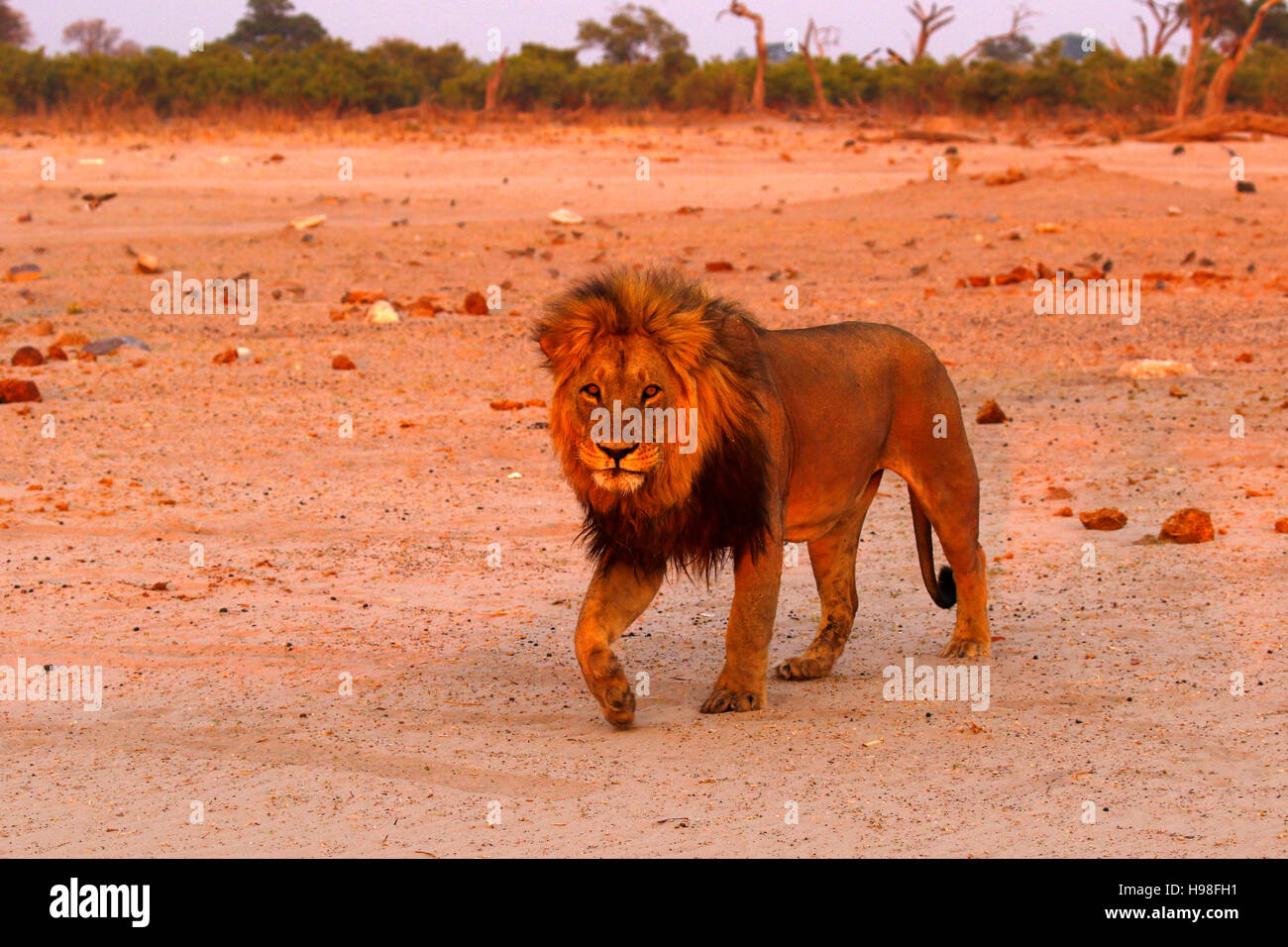 The magnificent regal Kalahari male lion a huge predator the most ...