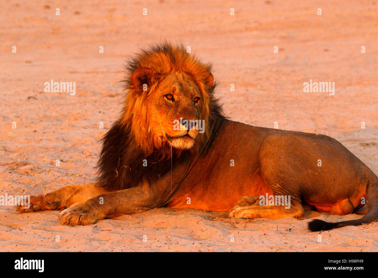 The magnificent regal Kalahari male lion a huge predator the most ...