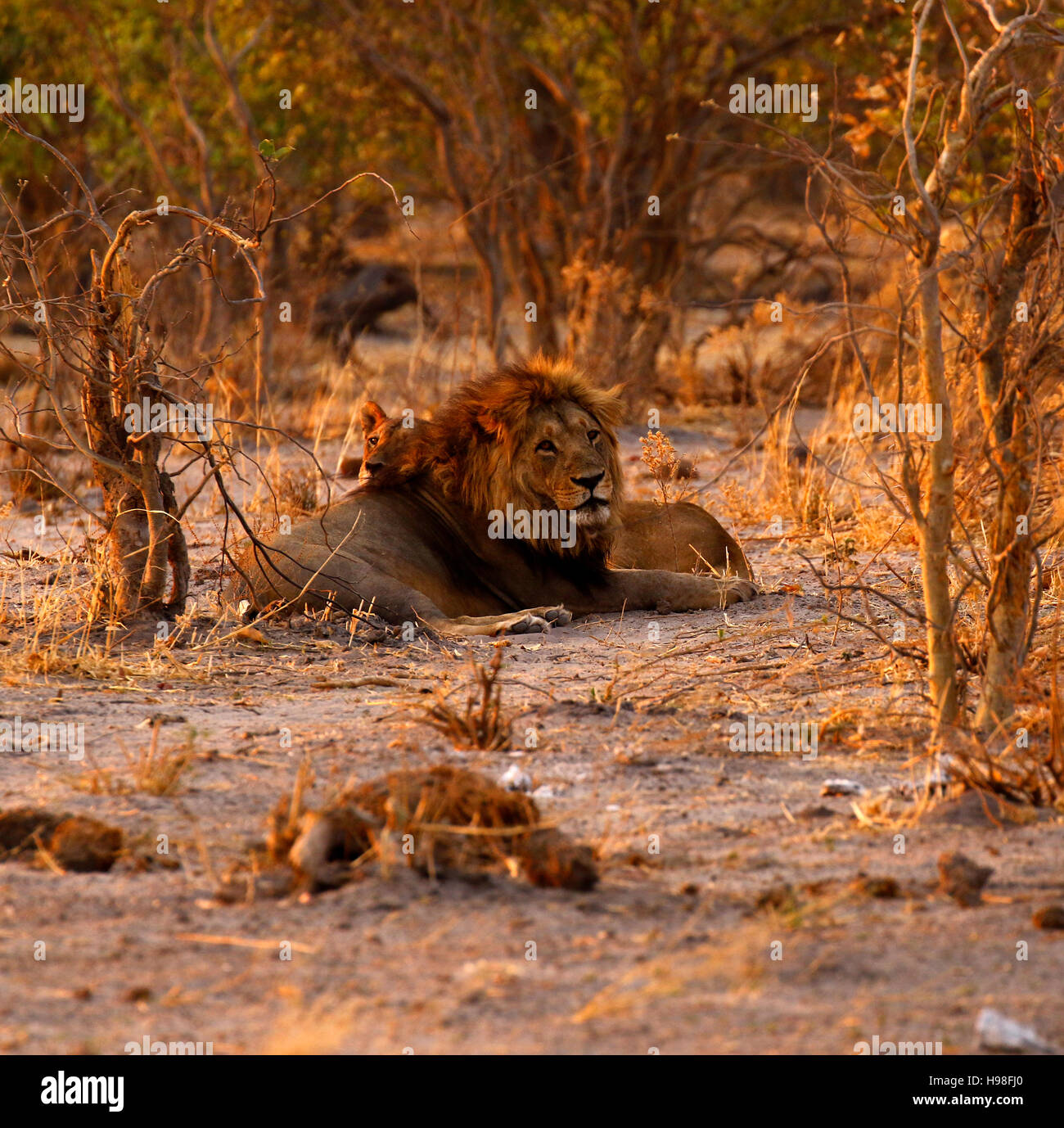 The magnificent regal Kalahari male lion a huge predator the most ...